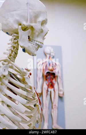 Human skeleton used in medical school classes Stock Photo - Alamy