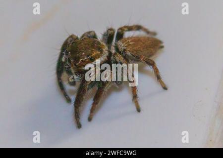 Mediterranean white-banded spider (Evarcha jucunda) Arachnida Stock ...