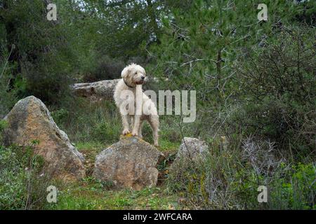 A half breed dog, wet with rainwater, leaning on a rock in a pine ...