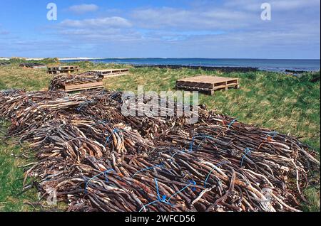 Stems of tangles or Seaweeds laminaria digitata and laminaria ...