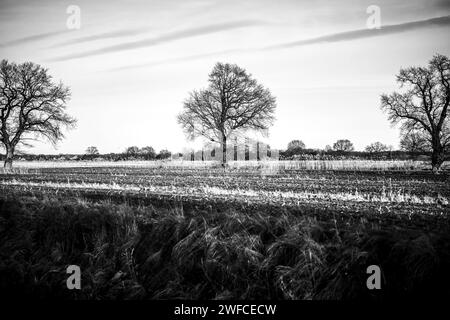 Naturschutzgebiet Kirchwerder Wiesen in Hamburg, Deutschland ...