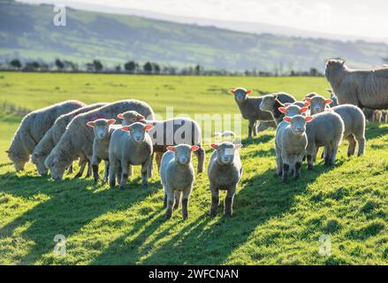 Poll Dorset ewes and lambs enjoying the sunshine after a period of wet ...