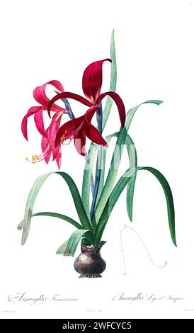 Aztec Lily, Jacobean Lily (Sprekelia formosissima Stock Photo - Alamy