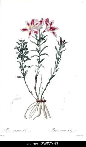 Hand drawn flowers part of Botanical images depicting the Linnean ...