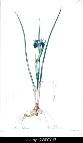 Snake's-head, Snake's-head Iris, Widow Iris, Black Iris, or Velvet ...