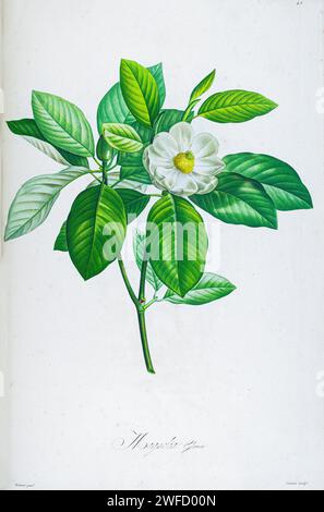 Swamp Bay, Magnolia virginiana, Magnoliaceae, North East and South East ...