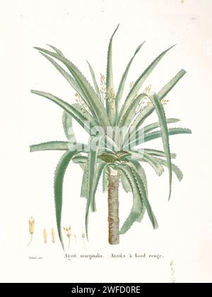 An endemic aloe species on the island of Socotra Stock Photo - Alamy