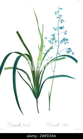 Dianella caerulea, commonly known as the blue flax-lily, is a plant ...