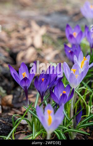 A selective focus shot of purple crocuses flowers on a meadow in spring ...