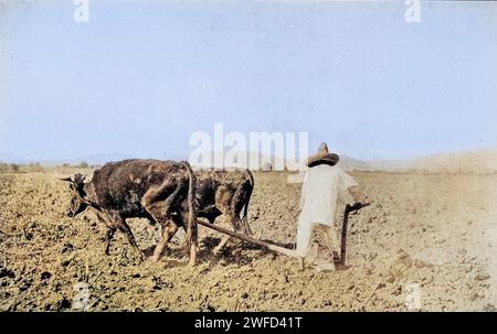 Primitive Ploughing near Oaxaca Mexico by Nevin Otto Winter Stock Photo ...