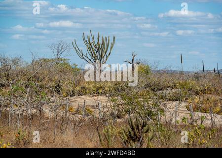 Cactus, rocks and typical vegetation of the Brazilian Caatinga Biome in ...