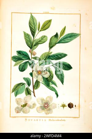 Silky camellia or Virginia stewartia Stock Photo - Alamy