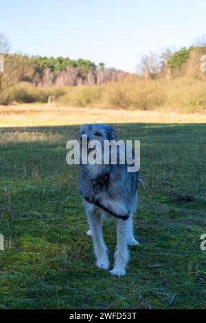 A scruffy mixed breed dog outdoors Stock Photo - Alamy