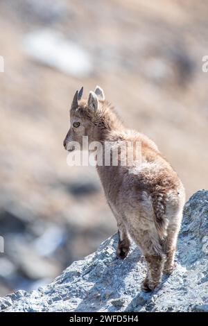 Beautiful baby Alpine ibex goat standing on the rock in the mountains ...