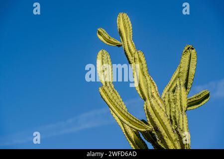 Brazilian caatinga biome, the Mandacaru cactus in Exu, Pernambuco ...