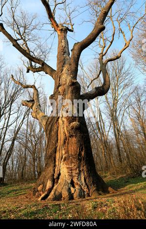 Thousand-year-old oak, natural monument in Sacrow Castle Park, Potsdam ...