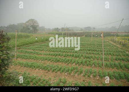 Cabbage is being harvested in vast field at Khirai, West Bengal, India ...