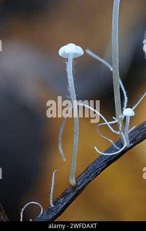 Rhizomarasmius setosus, also called Marasmius setosus, commonly known ...