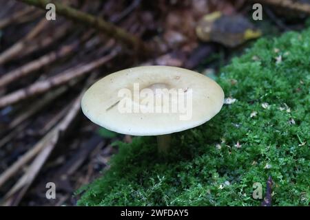 Melanoleuca cognata, commonly known as the spring cavalier, wild ...