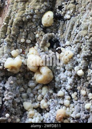 Nodulisporium cecidiogenes, a mycoparasite of wet rot fungus ...
