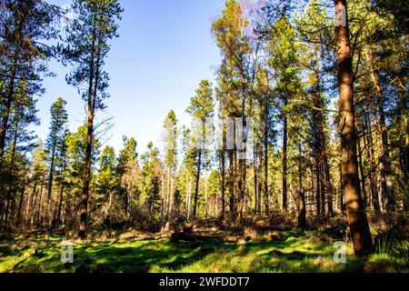 Beautiful winter sunshine through the tall trees at Templeton Woods in ...