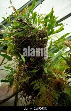 Amazonian Ecosystem Enchantment: Nature's Wonders in the Botanical ...