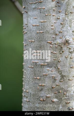 Macro details of a grey alder (Alnus incana) tree fruit. Grey alder ...