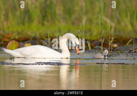 A mother swan with chicks. Danube Delta ornithology destination ...