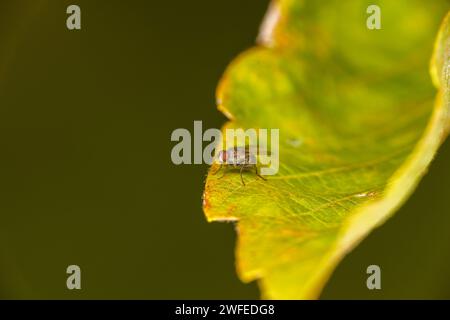 Coenosia agromyzina Family Muscidae Genus Coenosia fly wild nature ...