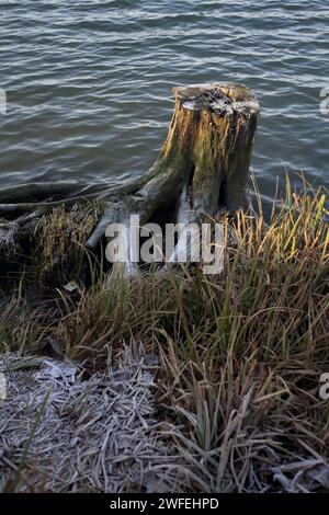 Tree stump by the lakeshore seen up close Stock Photo - Alamy