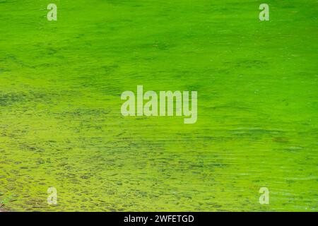 green river water caused by microalgae growth. microorganisms in a pond ...