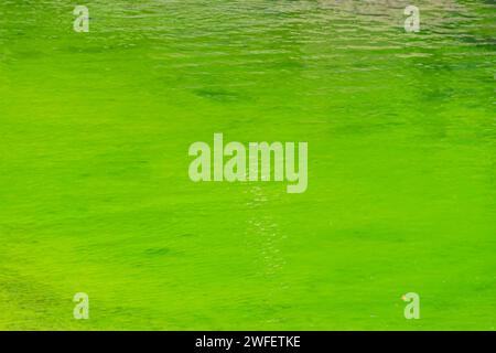 green river water caused by microalgae growth. microorganisms in a pond ...
