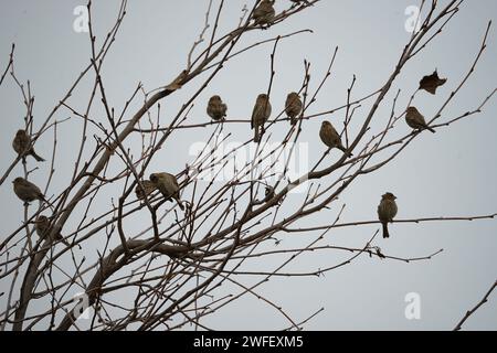 Flock of finches perched on tree branches Stock Photo - Alamy