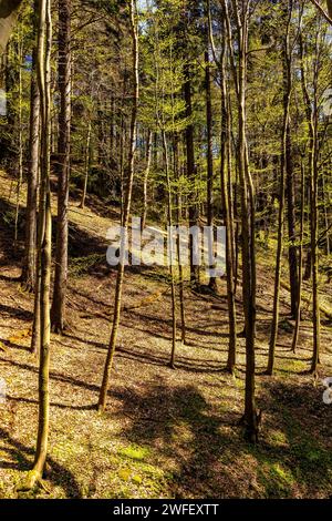 Spring forest thicket in Saspowska Valley nature park and reserve along ...