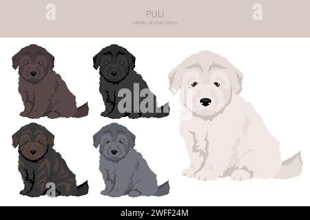 Puli clipart. Different poses, coat colors set. Vector illustration ...