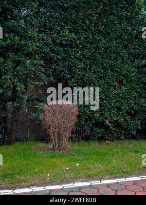 A bush without leaves near a hedge covered in leaves. A corner in the ...