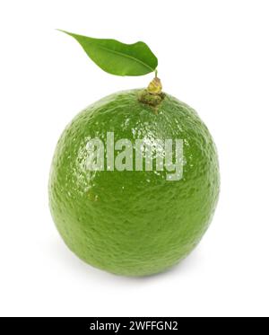 One fresh ripe lime isolated on white Stock Photo - Alamy
