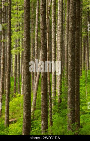 Douglas fir forest along Pioneer Indian Trail, Siuslaw National Forest ...