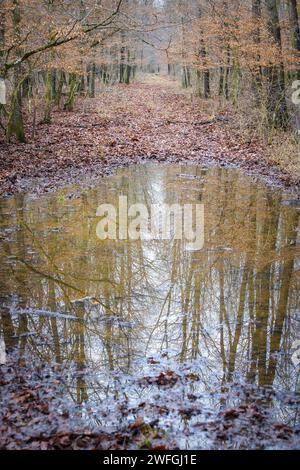 Oak tree reflection in rainwater pool Stock Photo - Alamy