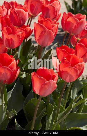 Tulip Orange Van Eijk flowers in spring sunlight Stock Photo - Alamy