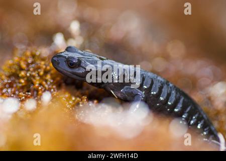 large Alpine salamander (Salamandra lanzai), sits on moss, front view ...