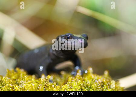 large Alpine salamander (Salamandra lanzai), sits on moss, front view ...