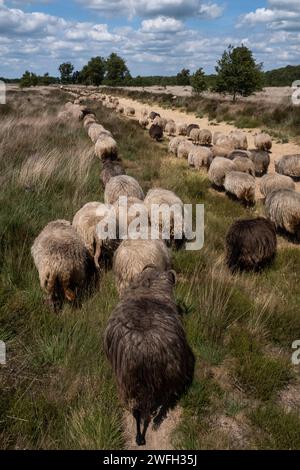 Netherlands, Province of Drenthe, Balloo on 2022-07-05. Balloerveld, a ...