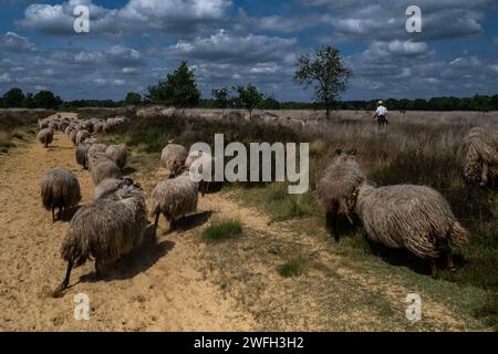 Netherlands, Province of Drenthe, Balloo on 2022-07-05. Balloerveld, a ...