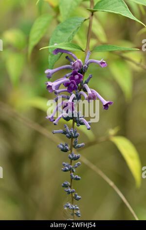 Purple butterfly bush, thought to be Buddleja curviflora, flower ...