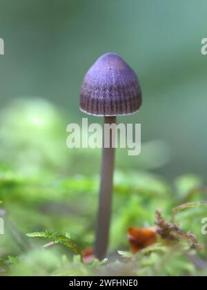 Mycena stipata, commonly known as clustered pine bonnet, mushroom from ...