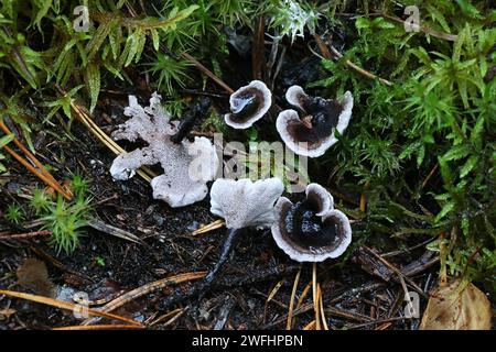 Phellodon connatus, also known as Phellodon melaleucus, commonly called ...