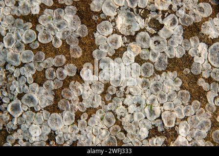 Barnacle marks, Seven Devils State Park, Oregon Stock Photo - Alamy