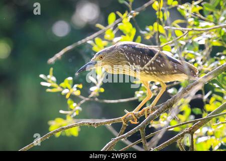 Closeup of a green night heron perched on plants floating in the water ...
