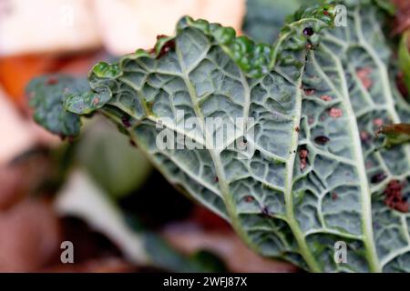 Close up showing detail of a rotting tree stump, the wood splitting and ...